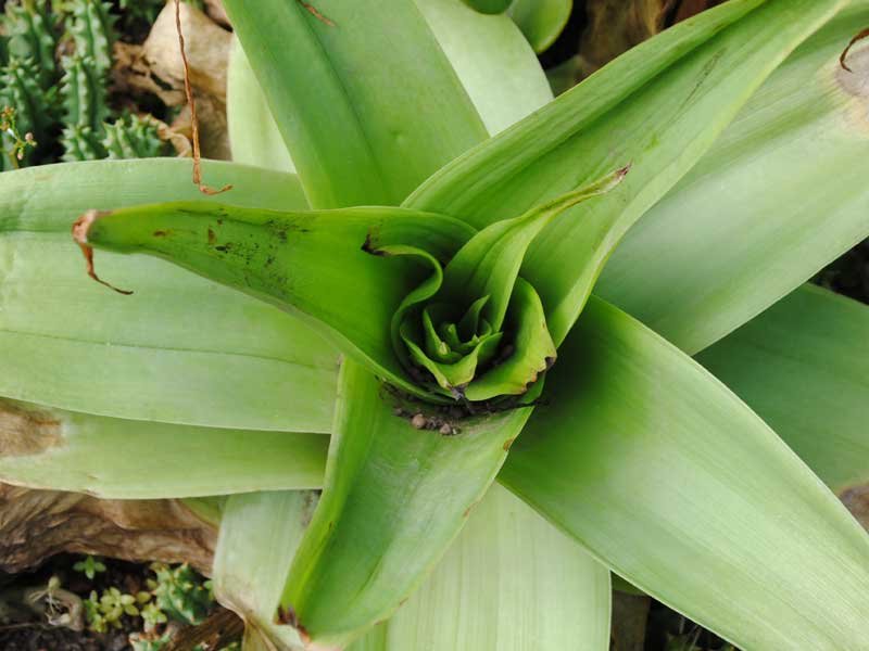 Bulbine Natalensis Extract Boosts Testosterone By 347% In Animal Study